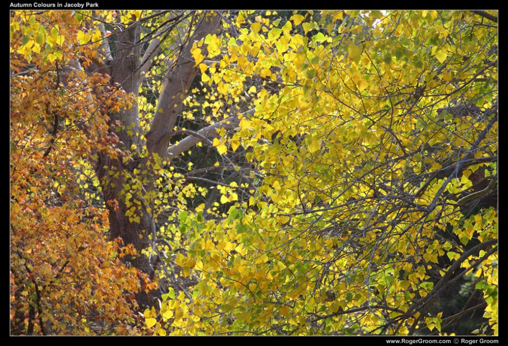 Jacoby Park – Roger Groom's Website